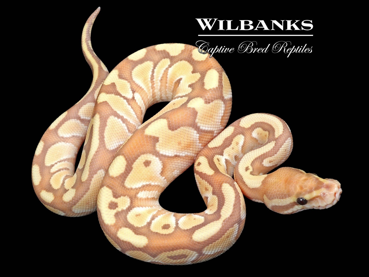 Banana Butter Ball Python by Wilbanks Captive Bred Reptiles - MorphMarket