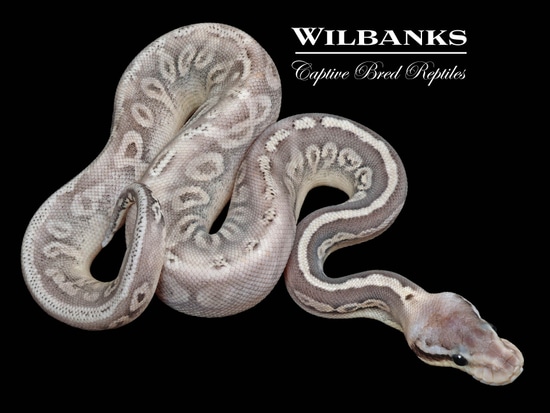 Phantom Black Sterling Ball Python by Wilbanks Captive Bred Reptiles
