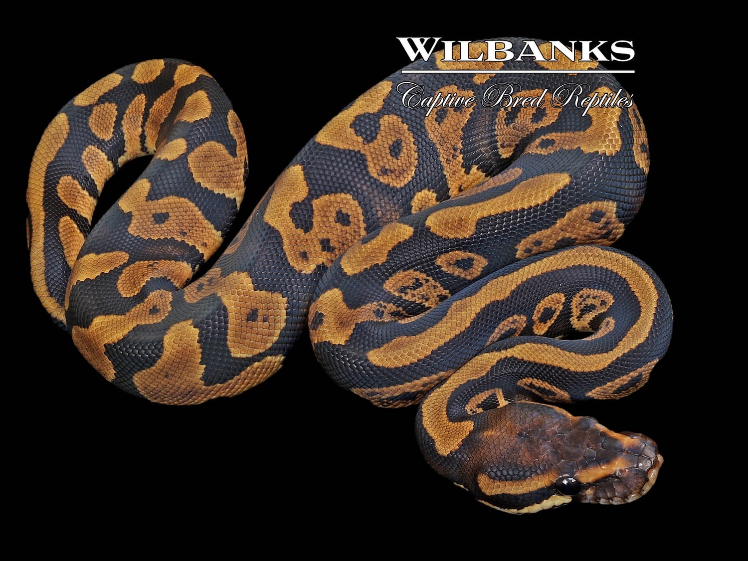 Acid Ball Python by Wilbanks Captive Bred Reptiles - MorphMarket