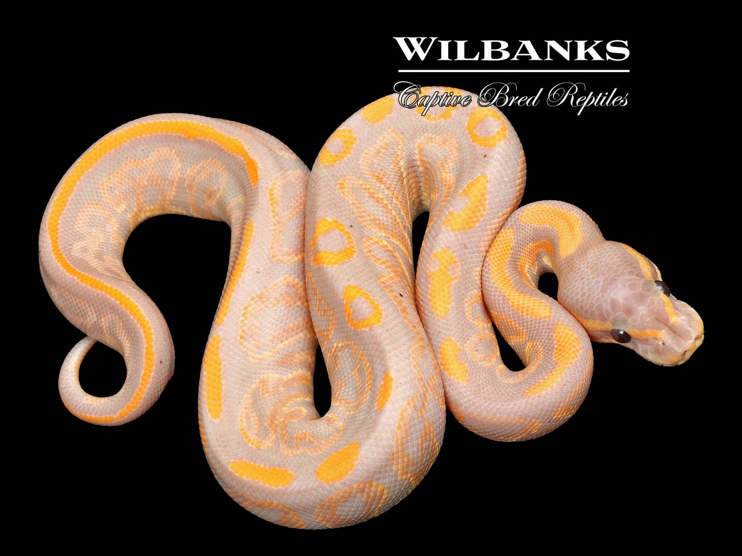 Banana Black Pastel Ball Python by Wilbanks Captive Bred Reptiles ...
