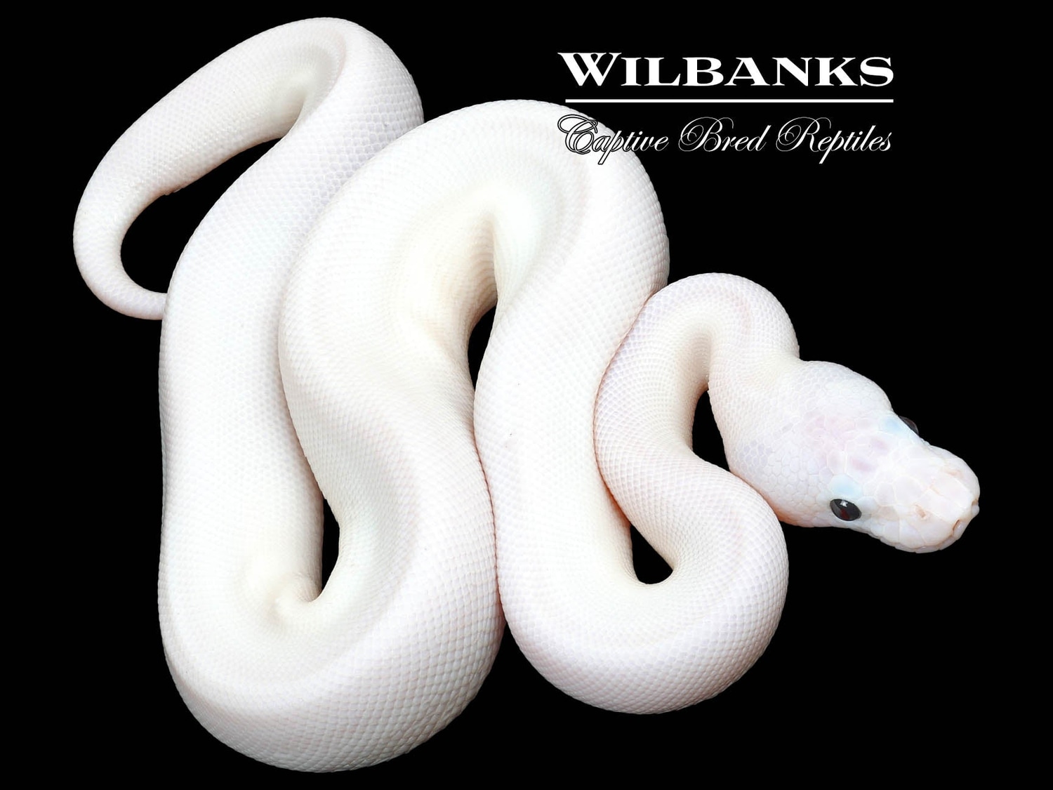 Super Fire Ball Python by Wilbanks Captive Bred Reptiles - MorphMarket