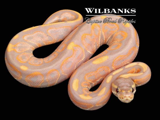 Banana Black Pastel Ball Python by Wilbanks Captive Bred Reptiles
