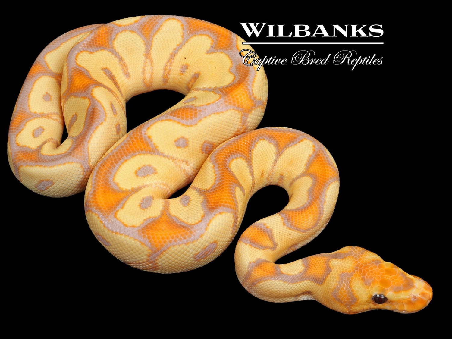 Banana Clown Ball Python by Wilbanks Captive Bred Reptiles - MorphMarket
