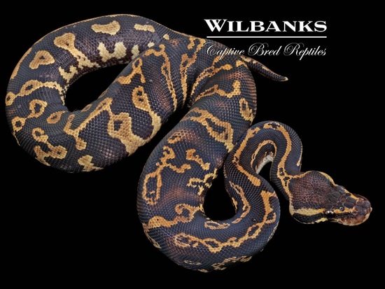 Acid Blackhead Yellow Belly Pastel Ball Python by Wilbanks Captive Bred ...
