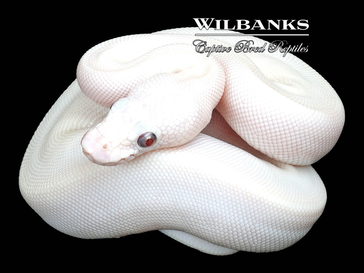 Banana Blue Eyed Lucy (Butter Mojave) Ball Python by Wilbanks Captive ...