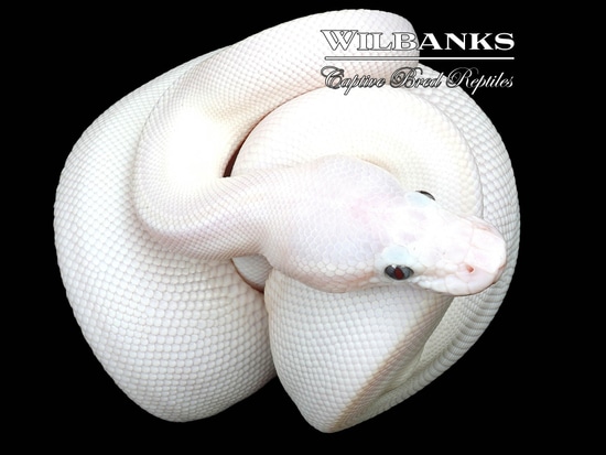 Blue Eyed Leucistic (Lucy) (Lesser Russo) Ball Python by Wilbanks ...