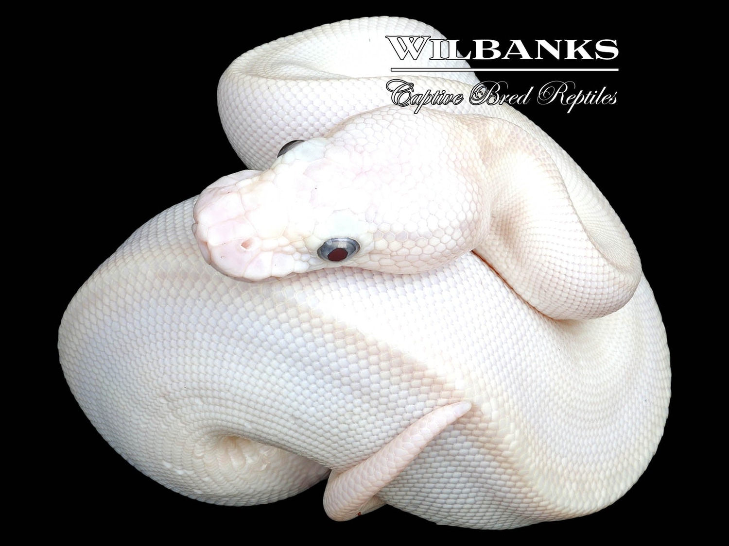 Blue Eyed Leucistic (Lucy) (Mojave Butter) Ball Python by Wilbanks ...