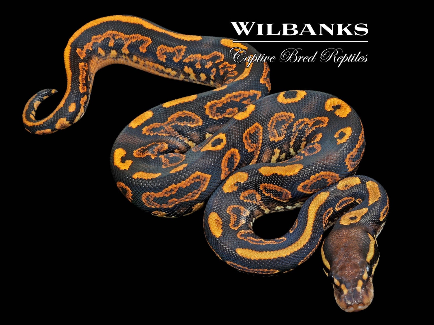 Black Pastel Yellow Belly Ball Python by Wilbanks Captive Bred Reptiles ...