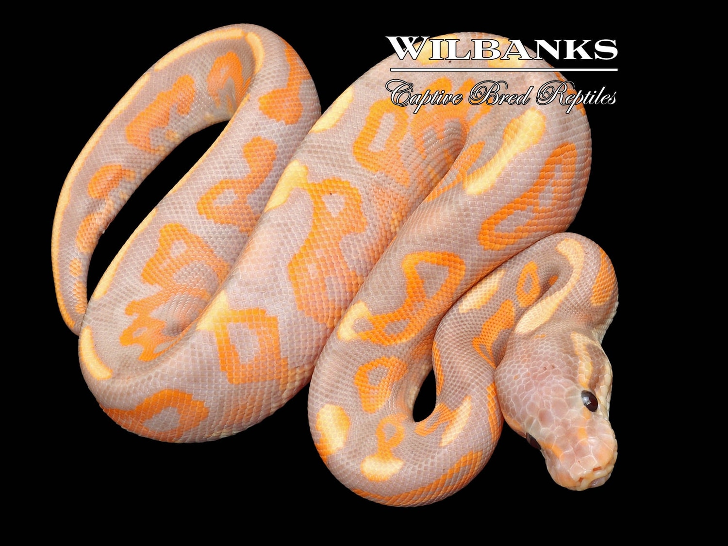 Banana Cinnamon Yellow Belly Ball Python by Wilbanks Captive Bred ...