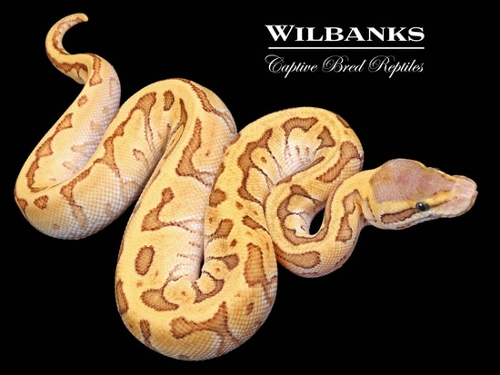 Jigsaw Pastel Yellow Belly Ball Python by Wilbanks Captive Bred Reptiles