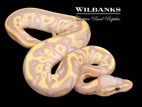 Banana Mojave Leopard Fire Ball Python by Wilbanks Captive Bred Reptiles