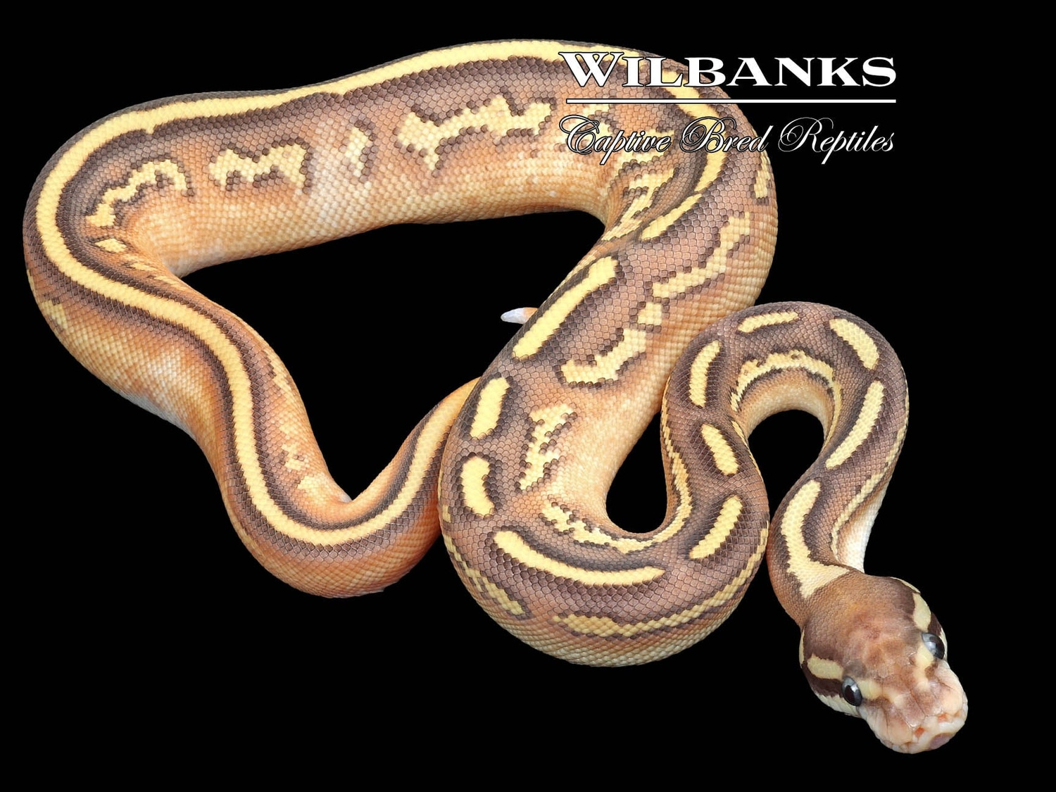 Black Pastel Nuclear Orange Dream Yellow Belly Ball Python by Wilbanks ...