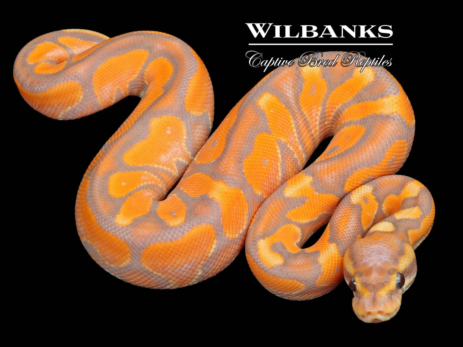 Banana Cinnamon Enchi Ball Python by Wilbanks Captive Bred Reptiles ...