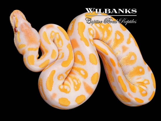 Lavender Blackhead 100% Het. Pied Ball Python by Wilbanks Captive Bred ...