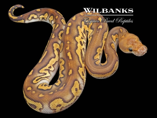 🔥 NO RESERVE🔥Mahogany Sable Mojave Clown Ball Python ♀ '23 by Wilbanks ...