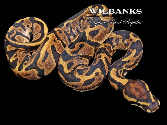 Leopard Fire Ball Python by Wilbanks Captive Bred Reptiles