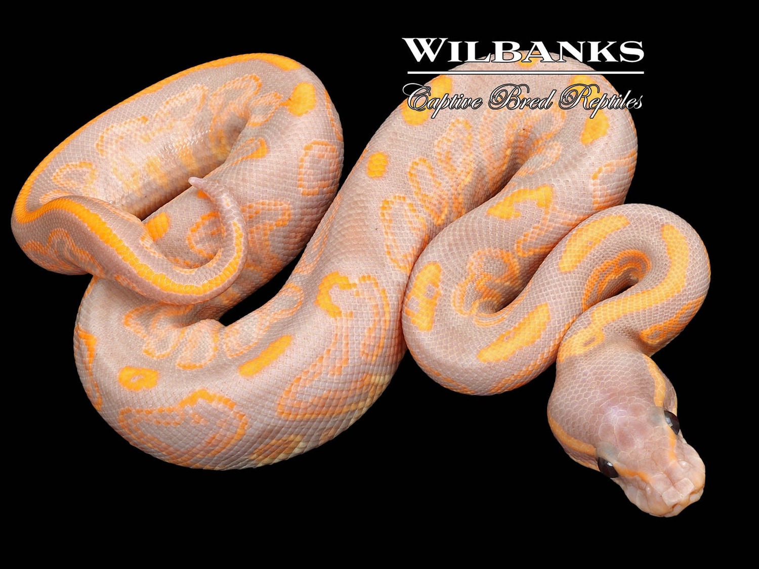 Banana Black Pastel Ball Python by Wilbanks Captive Bred Reptiles ...