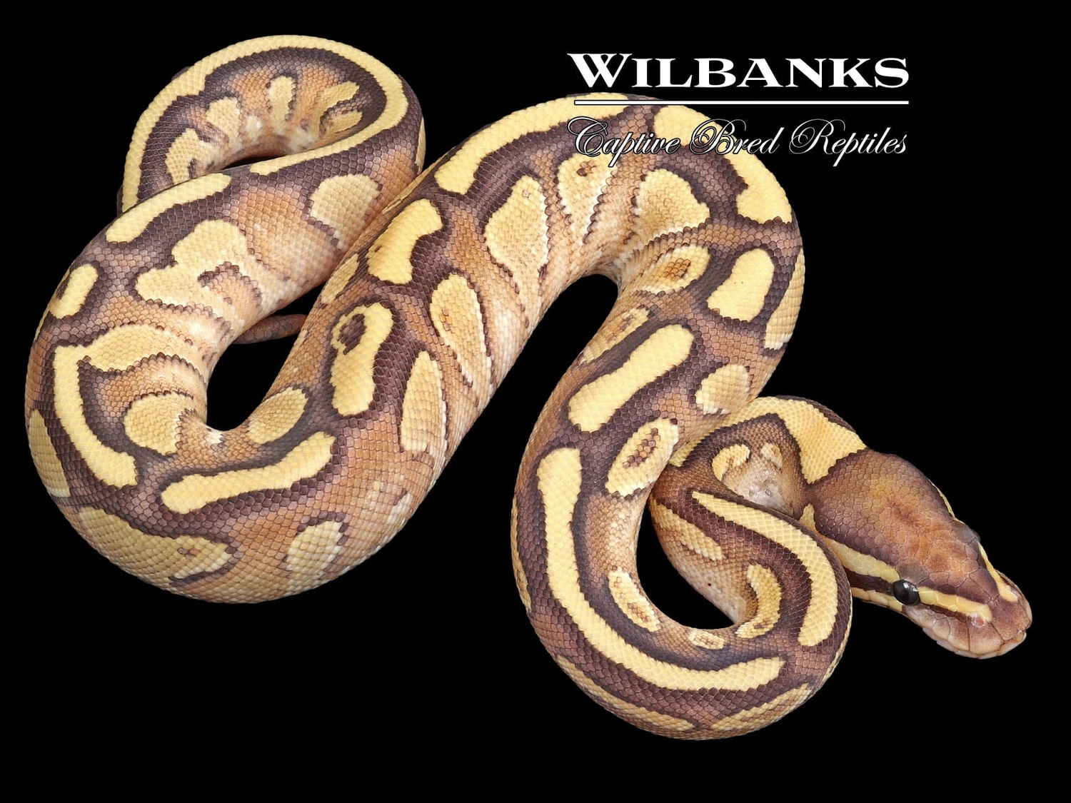Nuclear Yellow Belly Ball Python by Wilbanks Captive Bred Reptiles ...