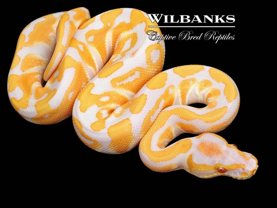 Lavender Albino 100% Het. Clown Ball Python by Wilbanks Captive Bred ...