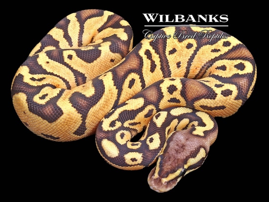 Pastel Spark Ball Python by Wilbanks Captive Bred Reptiles