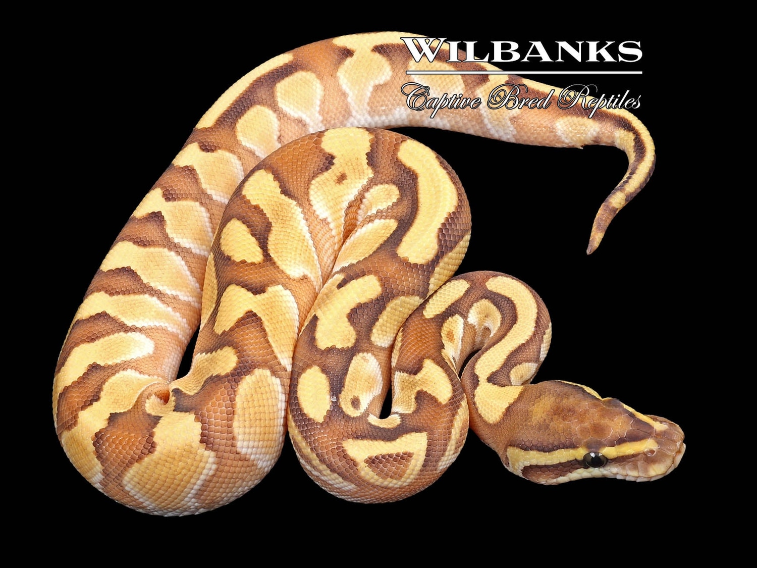Butter Enchi Ball Python by Wilbanks Captive Bred Reptiles - MorphMarket