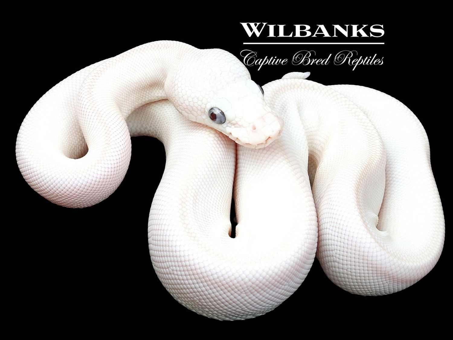 Blue Eyed Leucistic (Lucy) (Mojave Butter) Ball Python by Wilbanks ...