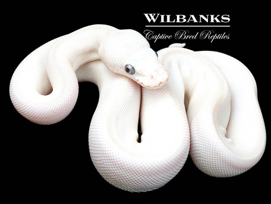 Blue Eyed Leucistic (Lucy) (Mojave Butter) Ball Python by Wilbanks ...