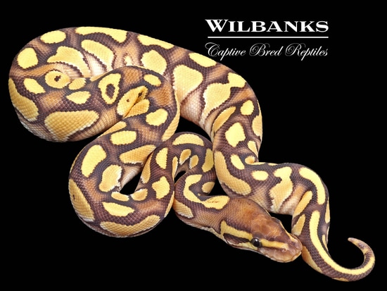 Orange Dream Butter Yellow Belly Ball Python by Wilbanks Captive Bred ...