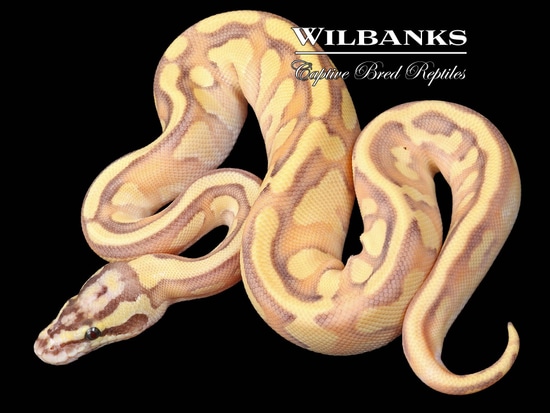 ButterFly Yellow Belly Enchi Ball Python by Wilbanks Captive Bred Reptiles