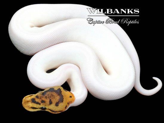 Spied Ball Python by Wilbanks Captive Bred Reptiles