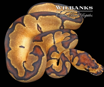 Nuclear Blackhead Clown (World's First) Ball Python by Wilbanks Captive ...