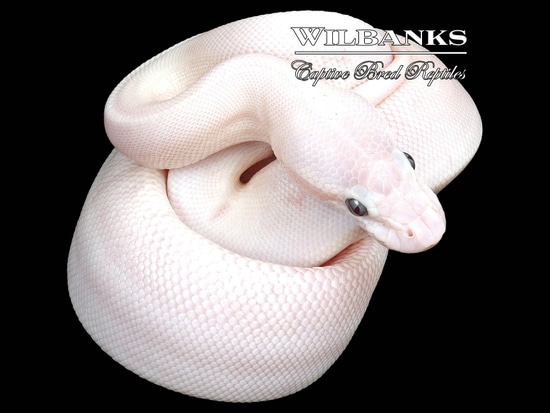 Pastel Blue Eyed Leucistic (Lucy) (Super Mojave) Ball Python by ...
