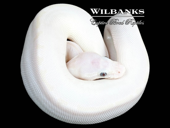 Blue Eyed Leucistic (Lucy) (Mojave Butter) Ball Python by Wilbanks ...