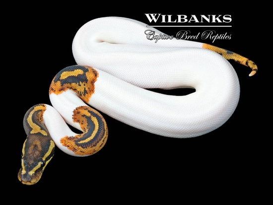 Yellow Belly Pied Ball Python by Wilbanks Captive Bred Reptiles