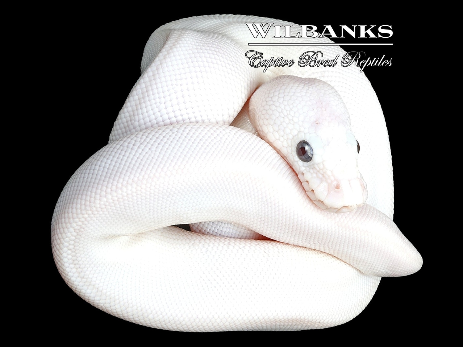Banana Blue Eyed Lucy (Butter Mojave) Ball Python by Wilbanks Captive ...