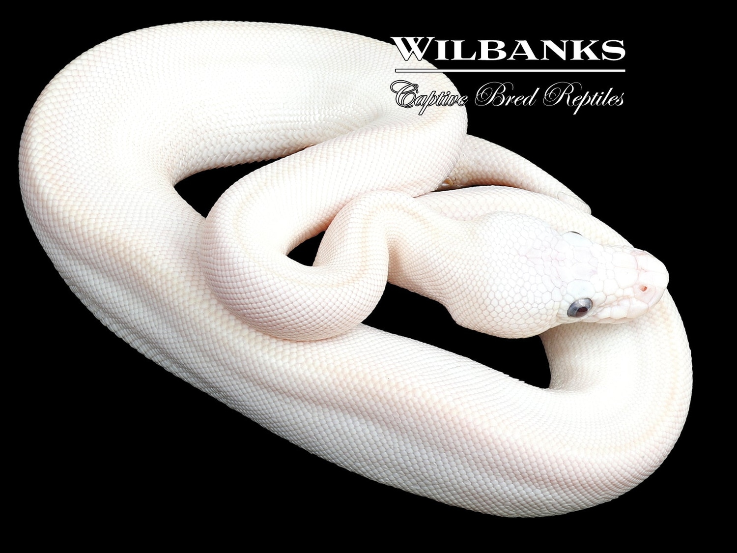 Blue Eyed Leucistic (Lucy) (Super Butter) Ball Python by Wilbanks ...