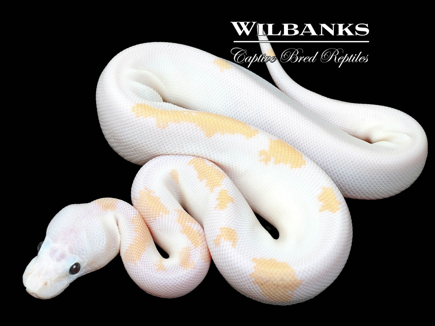 Super Fire Ball Python by Wilbanks Captive Bred Reptiles - MorphMarket