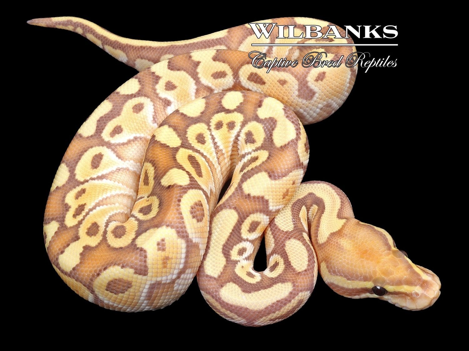 Banana Butter Ball Python by Wilbanks Captive Bred Reptiles - MorphMarket