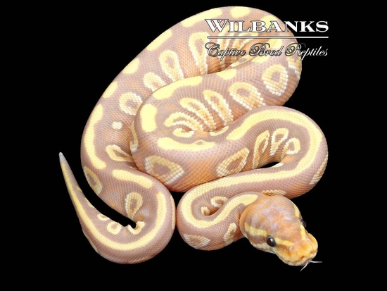 Banana Mojave Ball Python by Wilbanks Captive Bred Reptiles
