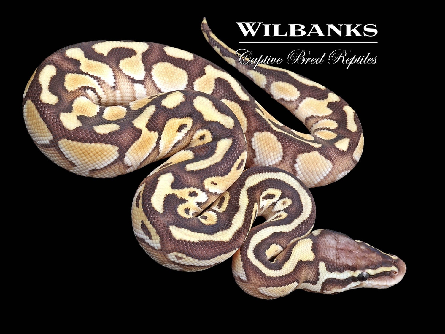 Pastel Butter Ball Python by Wilbanks Captive Bred Reptiles - MorphMarket