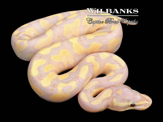 Banana Fire Yellow Belly Or Asphalt Ball Python by Wilbanks Captive ...