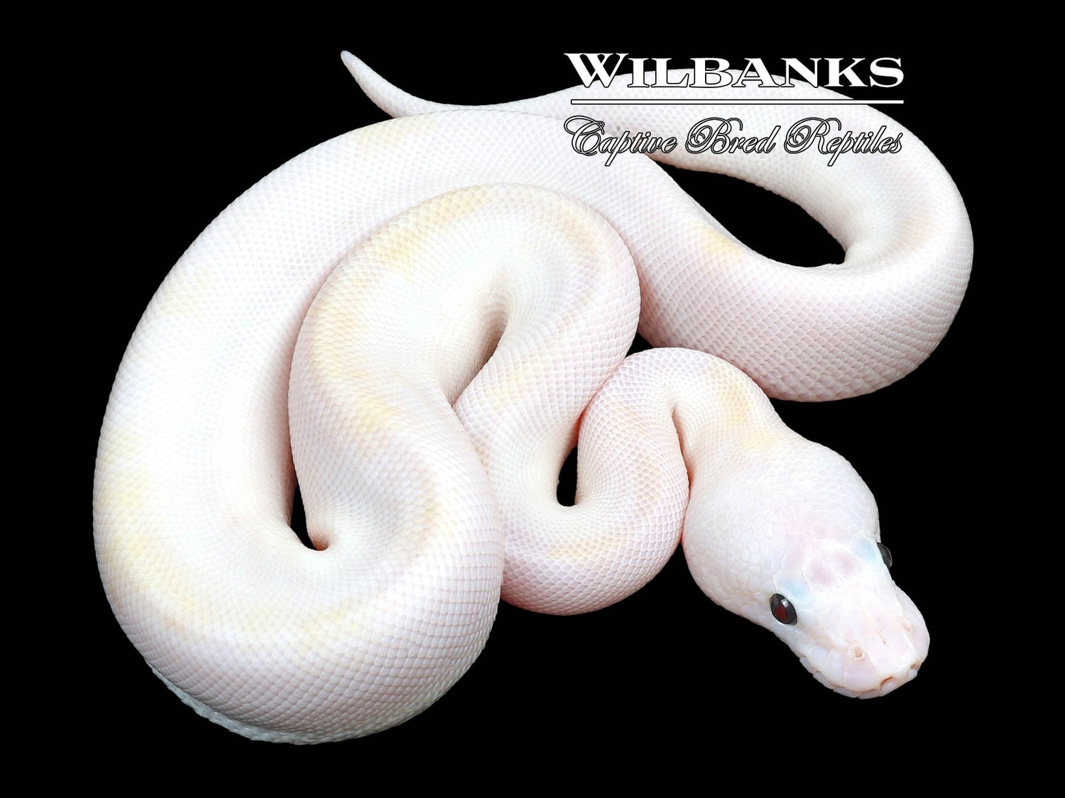 Super Fire Ball Python by Wilbanks Captive Bred Reptiles - MorphMarket
