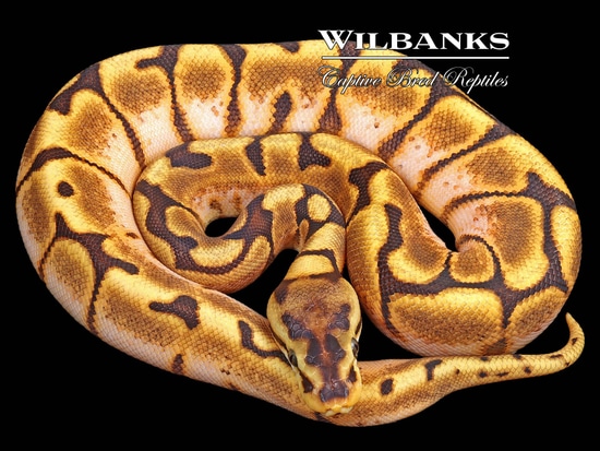 Stinger Bee Yellow Belly Ball Python by Wilbanks Captive Bred Reptiles