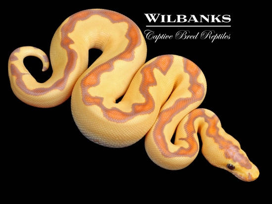 Banana Enchi Blade Clown Ball Python by Wilbanks Captive Bred Reptiles