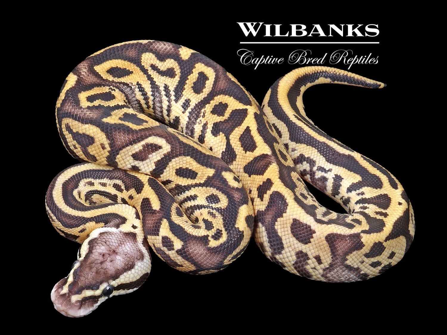 FireFly Leopard Ball Python by Wilbanks Captive Bred Reptiles - MorphMarket