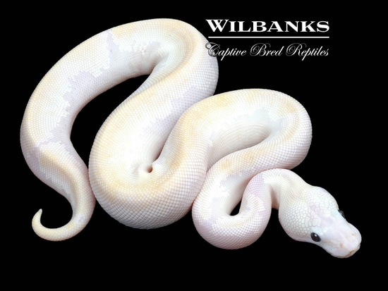 Leopard Super Fire Ball Python by Wilbanks Captive Bred Reptiles