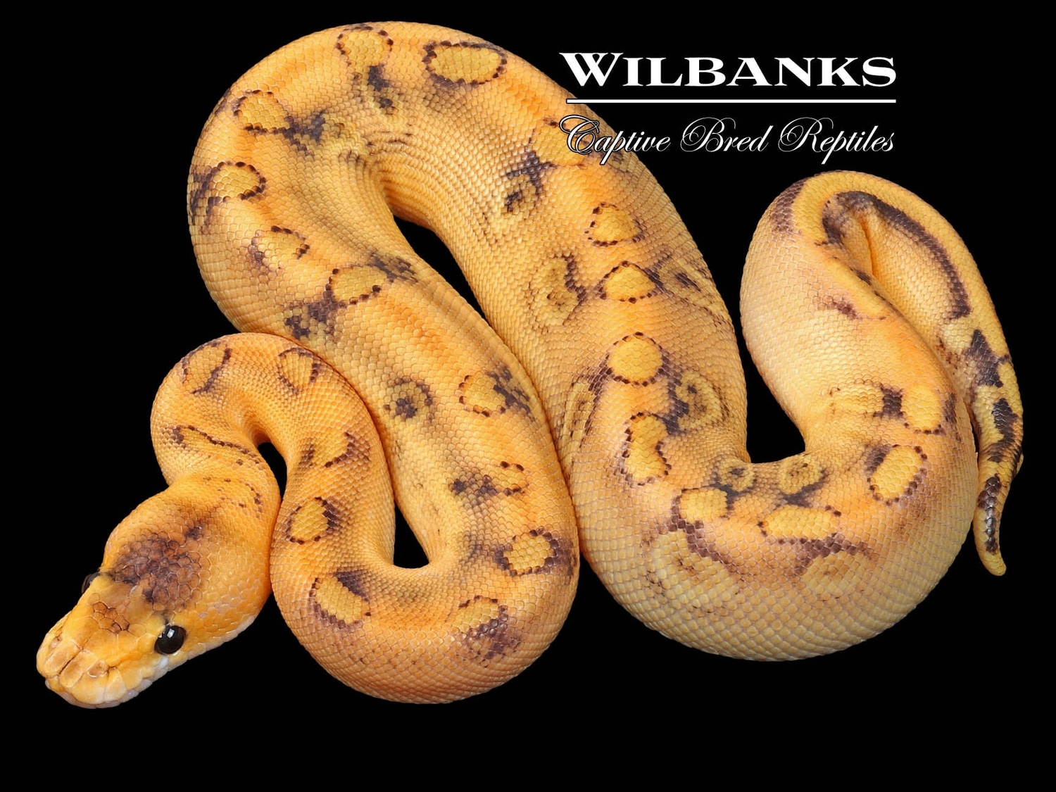 Champagne Ball Python by Wilbanks Captive Bred Reptiles - MorphMarket