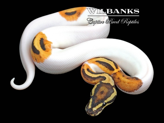 Fire Pied Ball Python by Wilbanks Captive Bred Reptiles