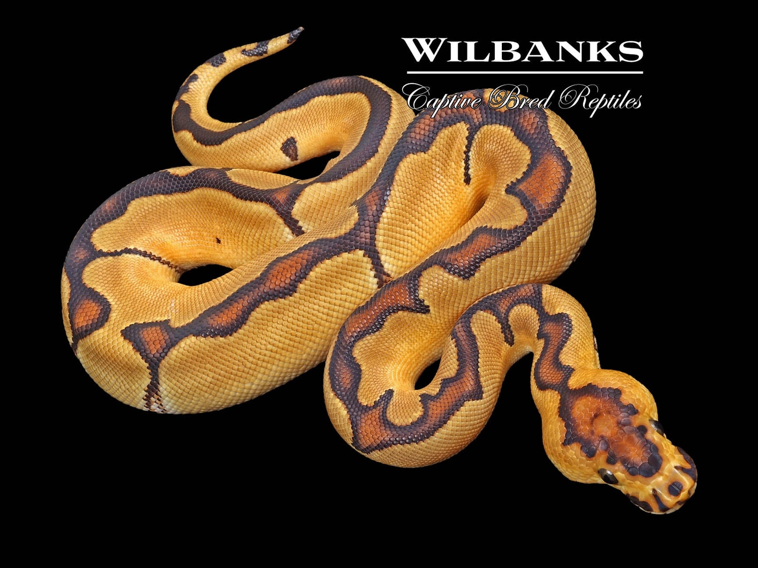 Enchi Clown Ball Python by Wilbanks Captive Bred Reptiles - MorphMarket