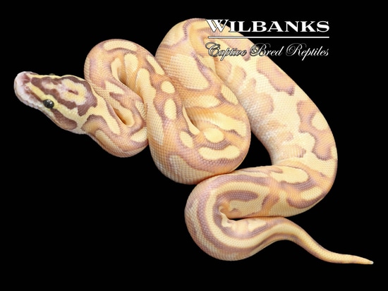 ButterFly Enchi Ball Python by Wilbanks Captive Bred Reptiles